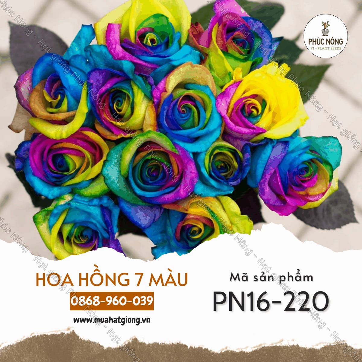 Hạt giống Hoa Hướng Dương Lùn - Gói 30 Hạt - Phúc An Nông