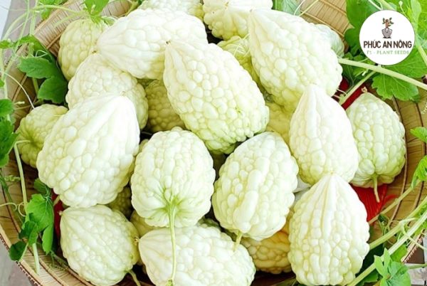 Những điều thú vị về khổ qua trắng hầu như không ai biết